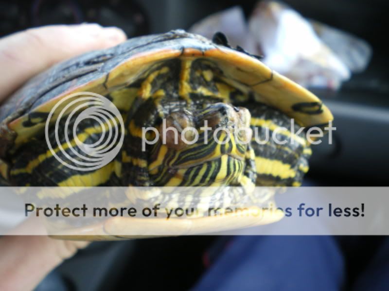 Trachemys scripta - en la naturaleza y infeccion - ornata o emolli ...