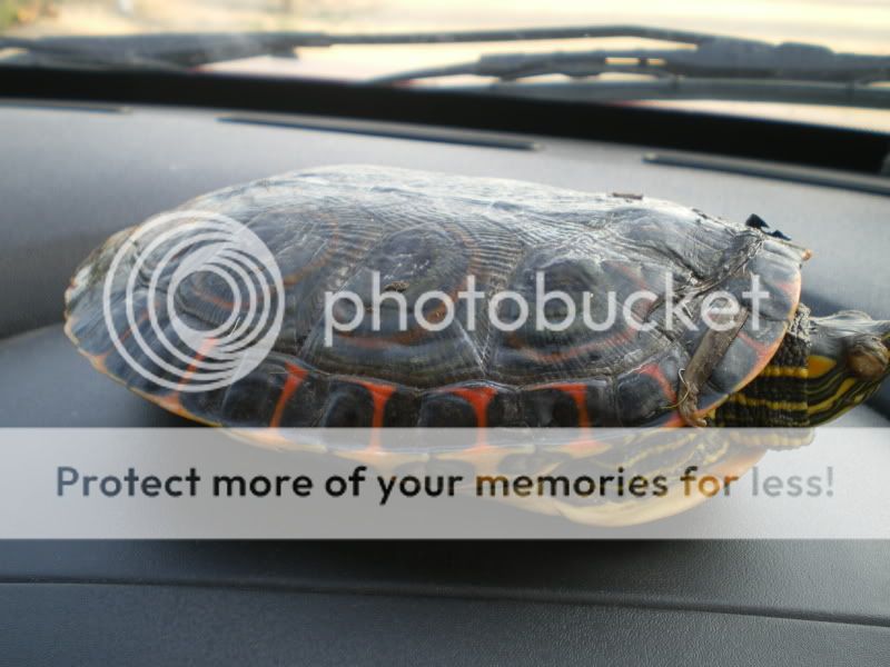 Trachemys scripta - en la naturaleza y infeccion - ornata o emolli ...