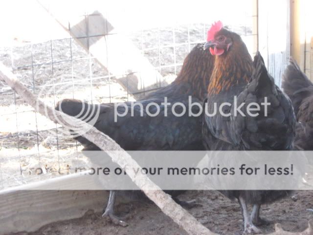 French Feather-Footed Davis & Jeanne Black Copper Marans [ Pics ...