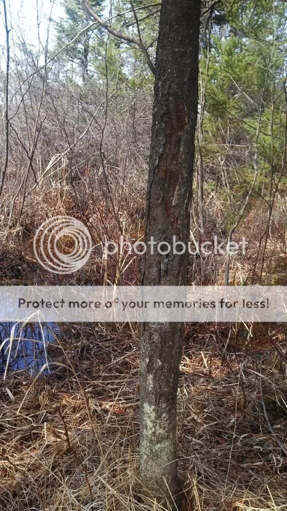 Old Rubs = Buck Beds - Hunting Beast™ / The Hunting Beast™